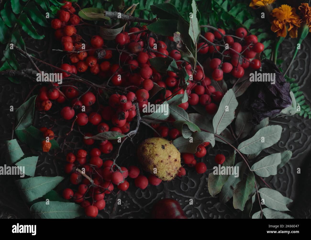 Composition of red rowan chestnuts and leaves background Stock Photo ...