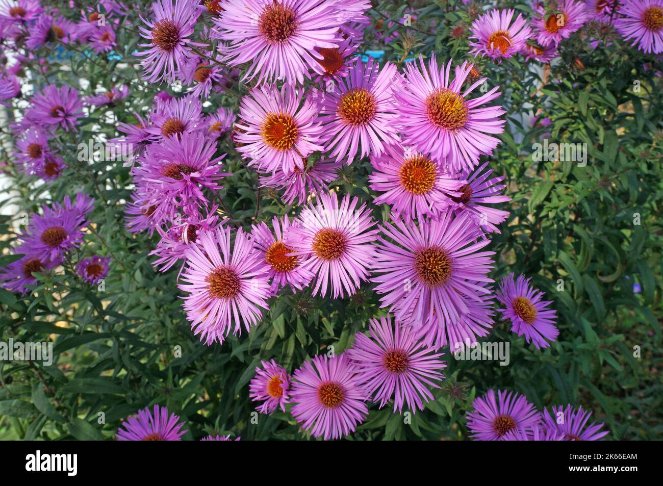 Winter asters hi-res stock photography and images - Alamy