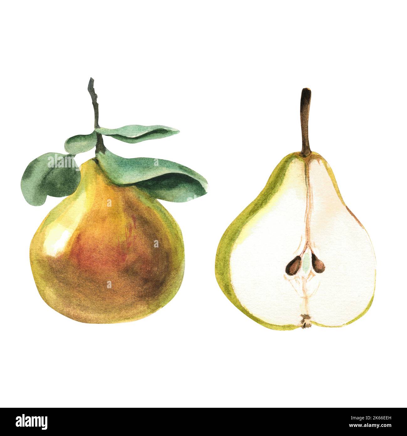 Set of 2 pears on a white background. Pear with green leaves and cut ...