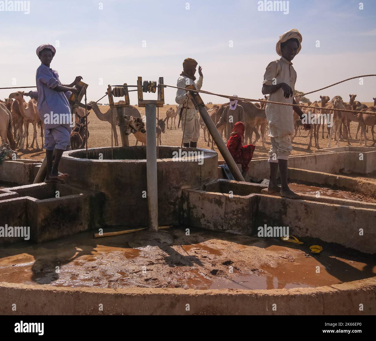 Portrait of drinking camels at the desert well in Djibriga , Barh-El ...