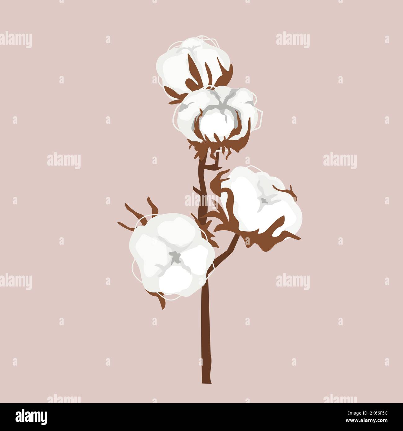 Cotton flower branch isolated on grey background. Vector hand drawn ...