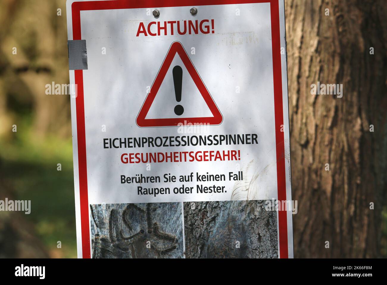 oak processionary moth (Thaumetopoea processionea), Oak processionary ...