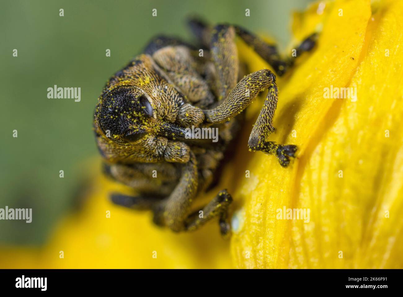 Iris seeds weevil (Mononychus punctumalbum, Mononychus punctum-album ...