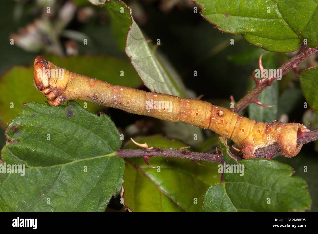 Peppered moth (Biston betularia, Biston betularius, Amphidasis ...