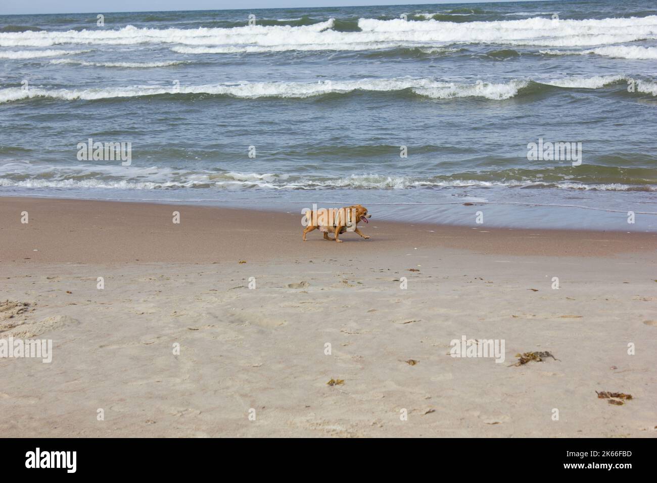 A happy puggle breed dog walking at the beach Stock Photo - Alamy