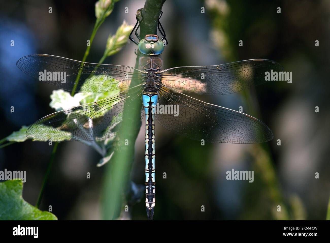 lesser emperor dragonfly (Anax parthenope), male, Germany Stock Photo ...