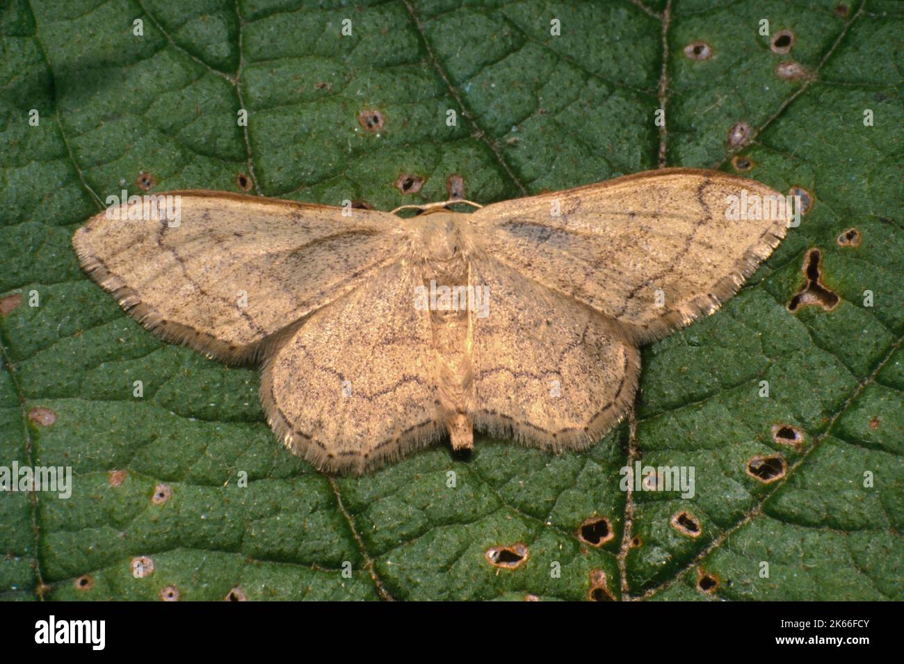 Riband wave (Idaea aversata), sits on a leaf, Germany Stock Photo - Alamy