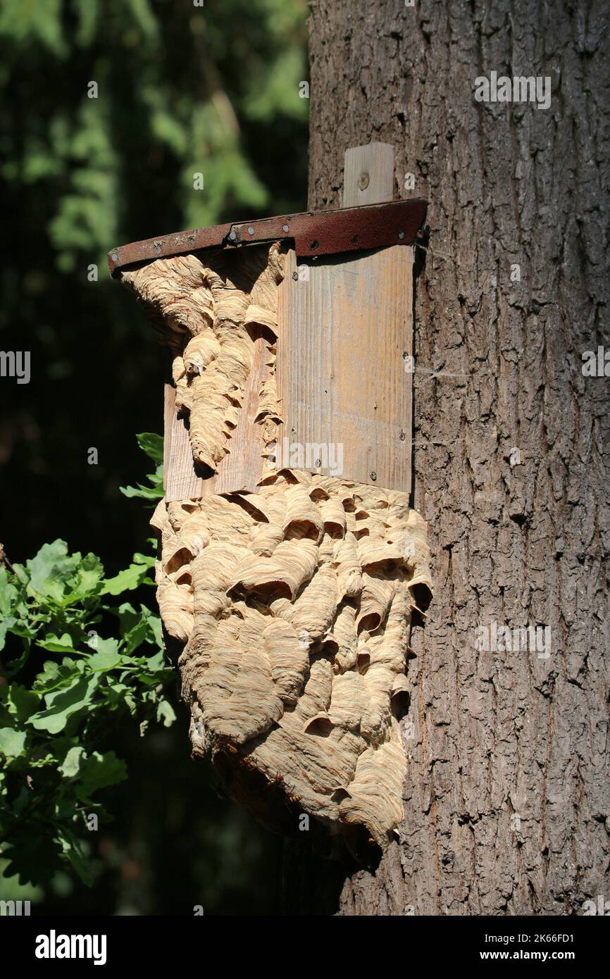 hornet nest in bird nest box, Germany Stock Photo - Alamy