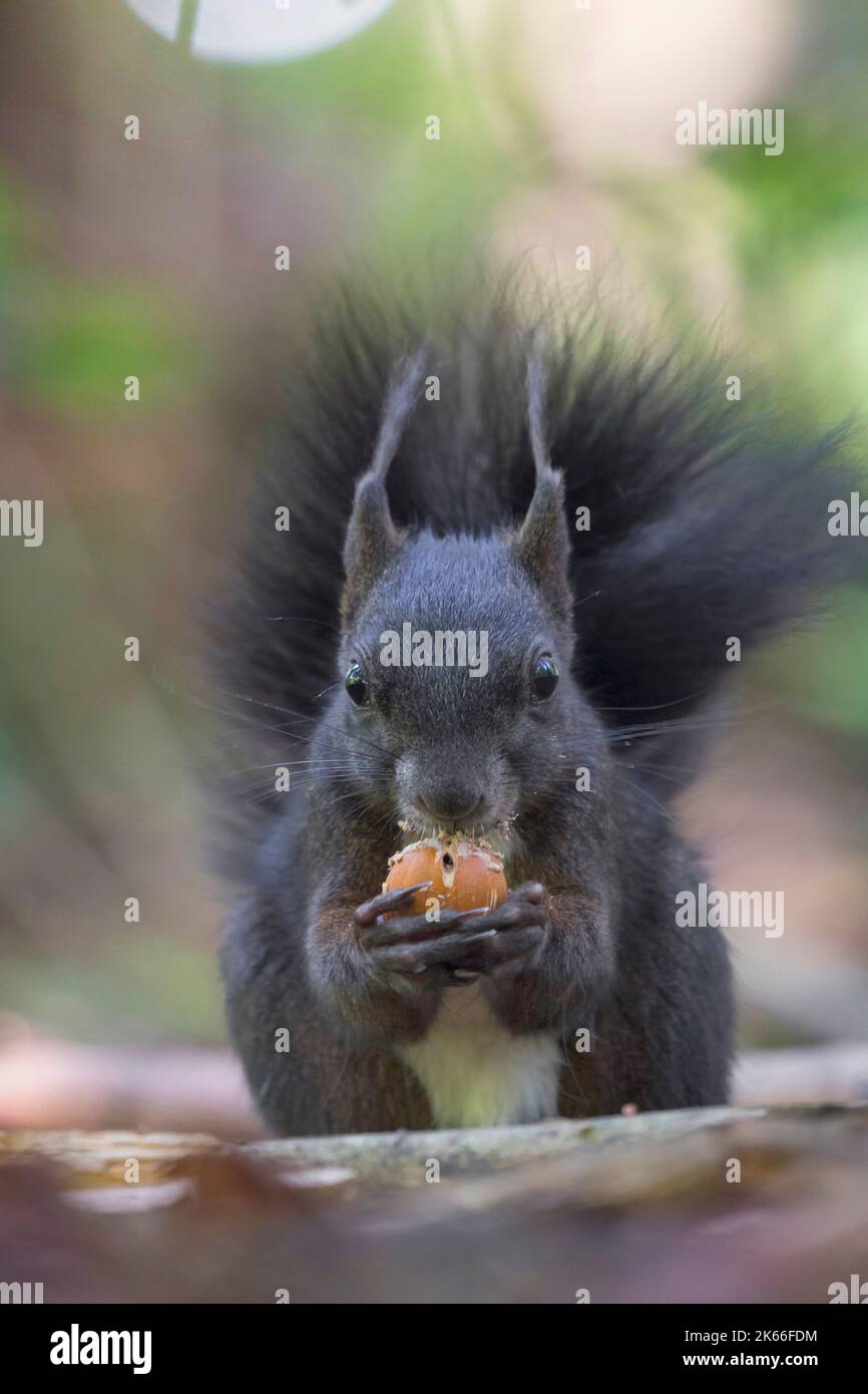 European red squirrel, Eurasian red squirrel (Sciurus vulgaris ...