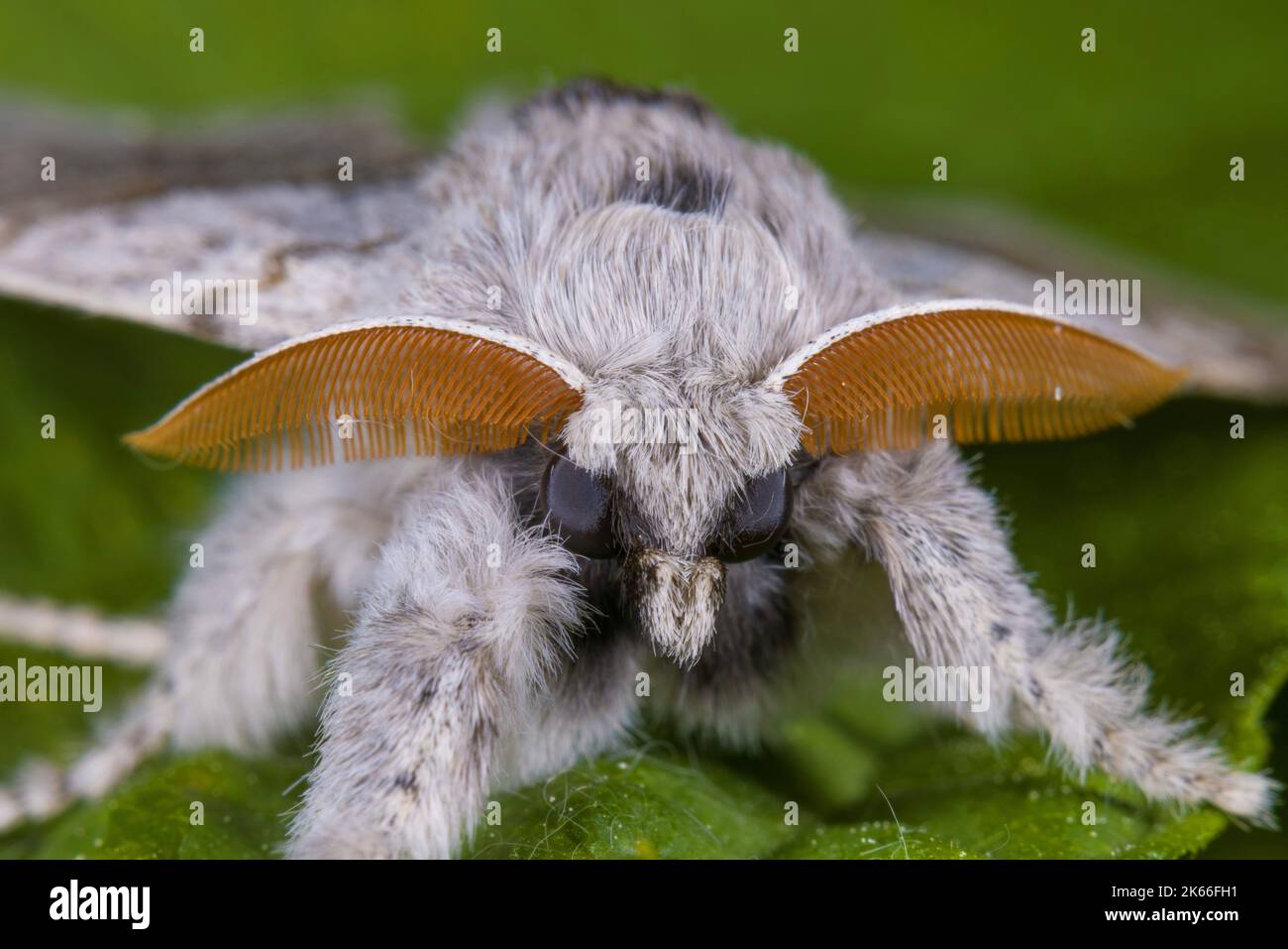 Pale tussock, Red-tail moth (Dasychira pudibunda, Olene pudibunda ...
