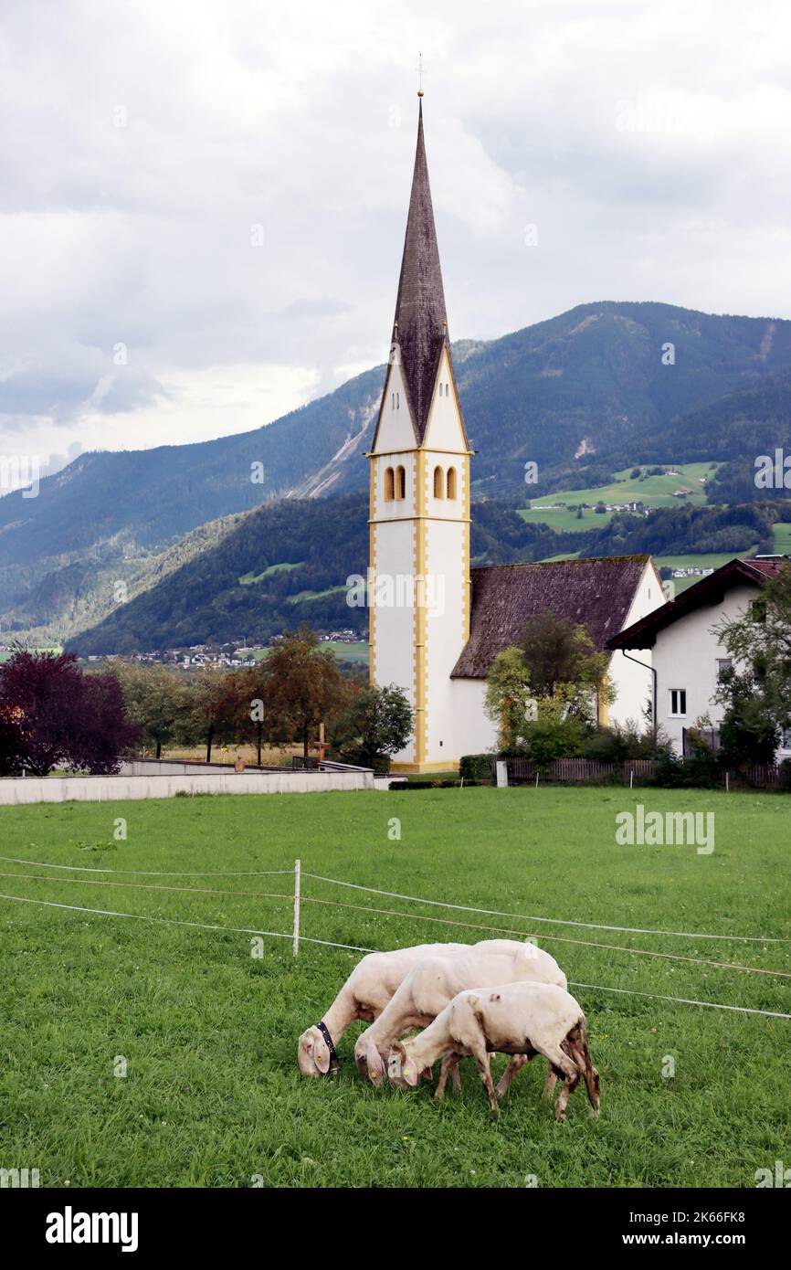 domestic sheep (Ovis ammon f. aries), sheep grazing in front of the ...