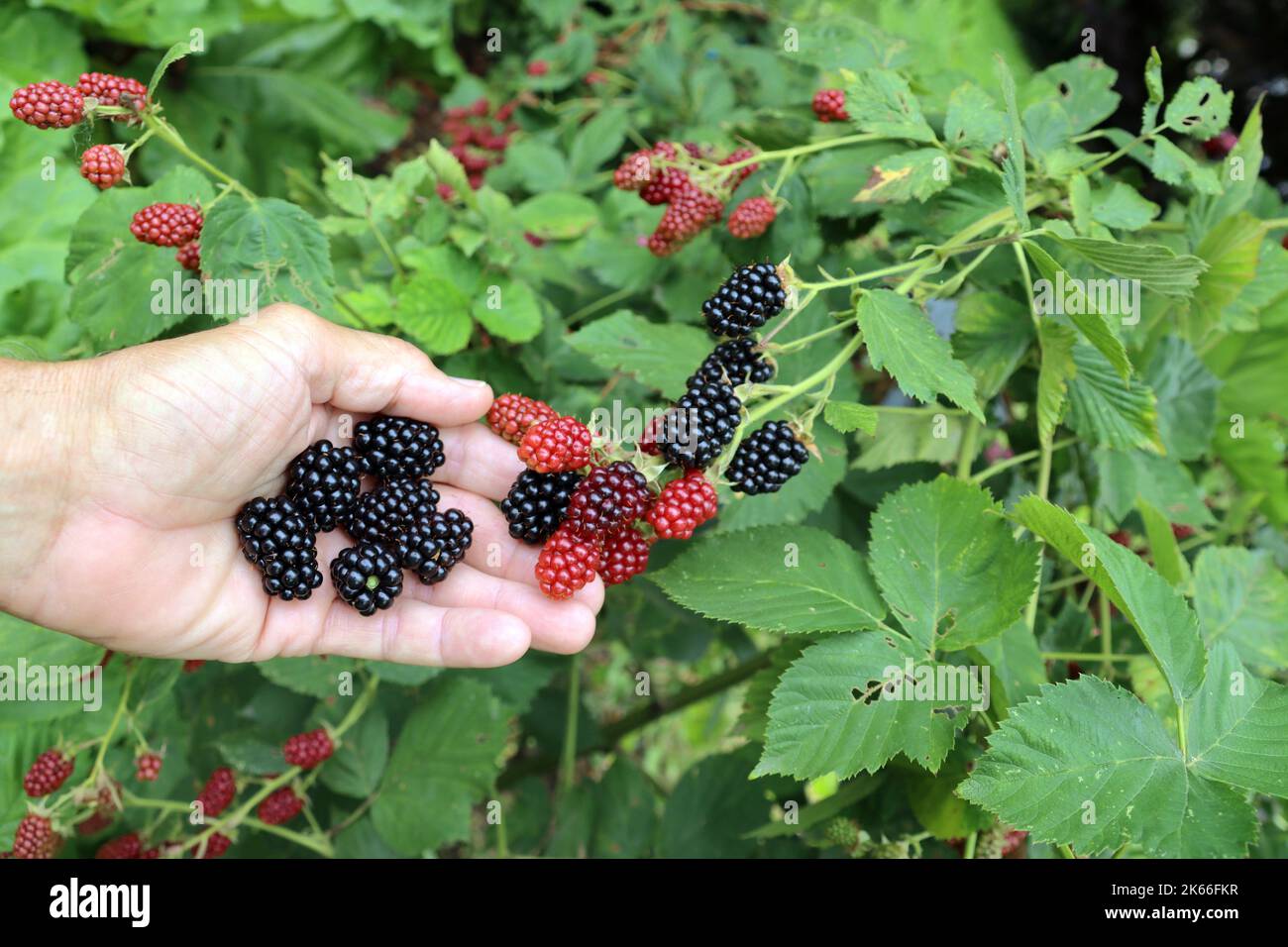 shrubby blackberry (Rubus fruticosus), fruits in different stage of ...