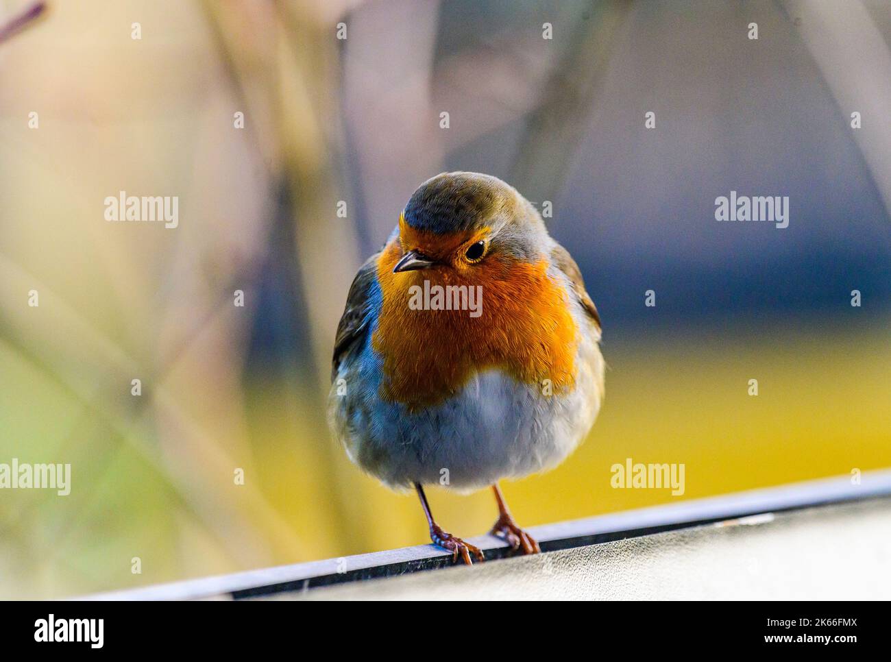 A friendly little robin Stock Photo - Alamy