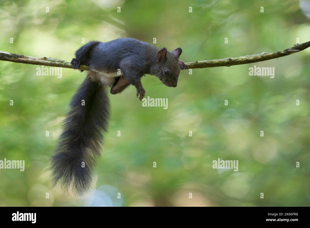 European red squirrel, Eurasian red squirrel (Sciurus vulgaris ...