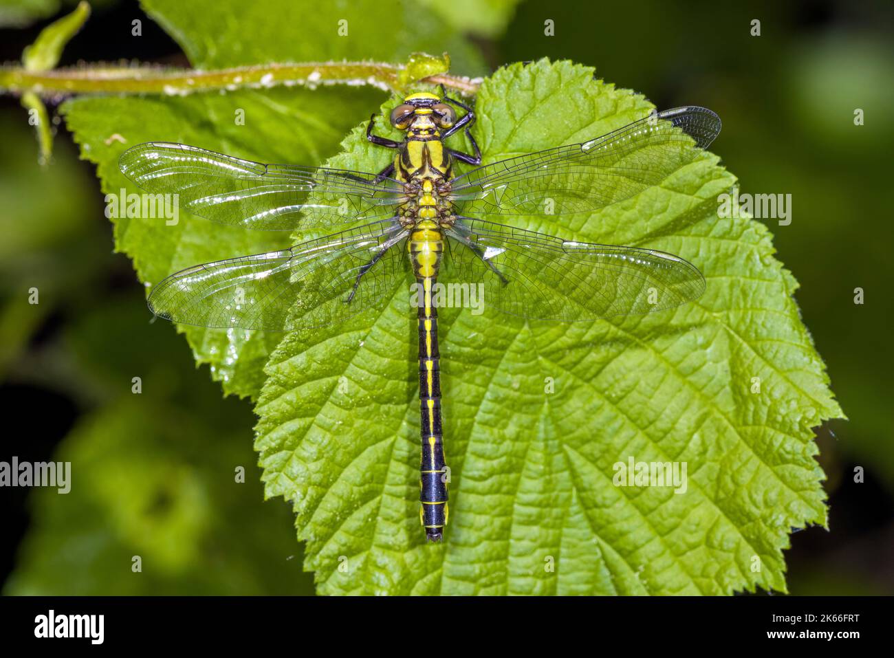 club-tailed dragonfly (Gomphus vulgatissimus), female sits on a leaf ...