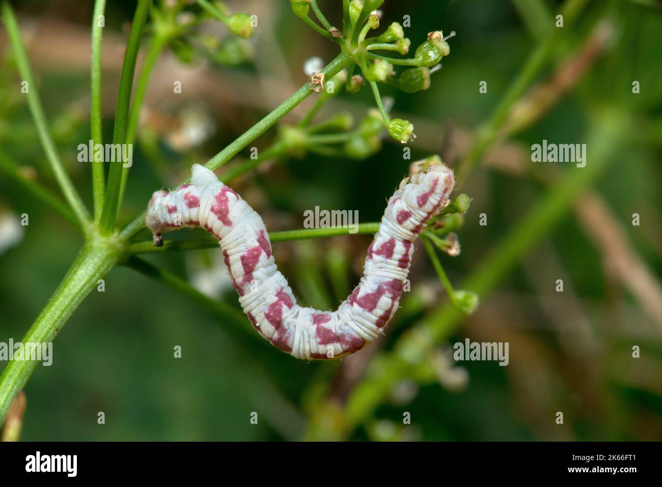 lime-speck pug (Eupithecia centaureata), Caterpillar on an umbellifer ...