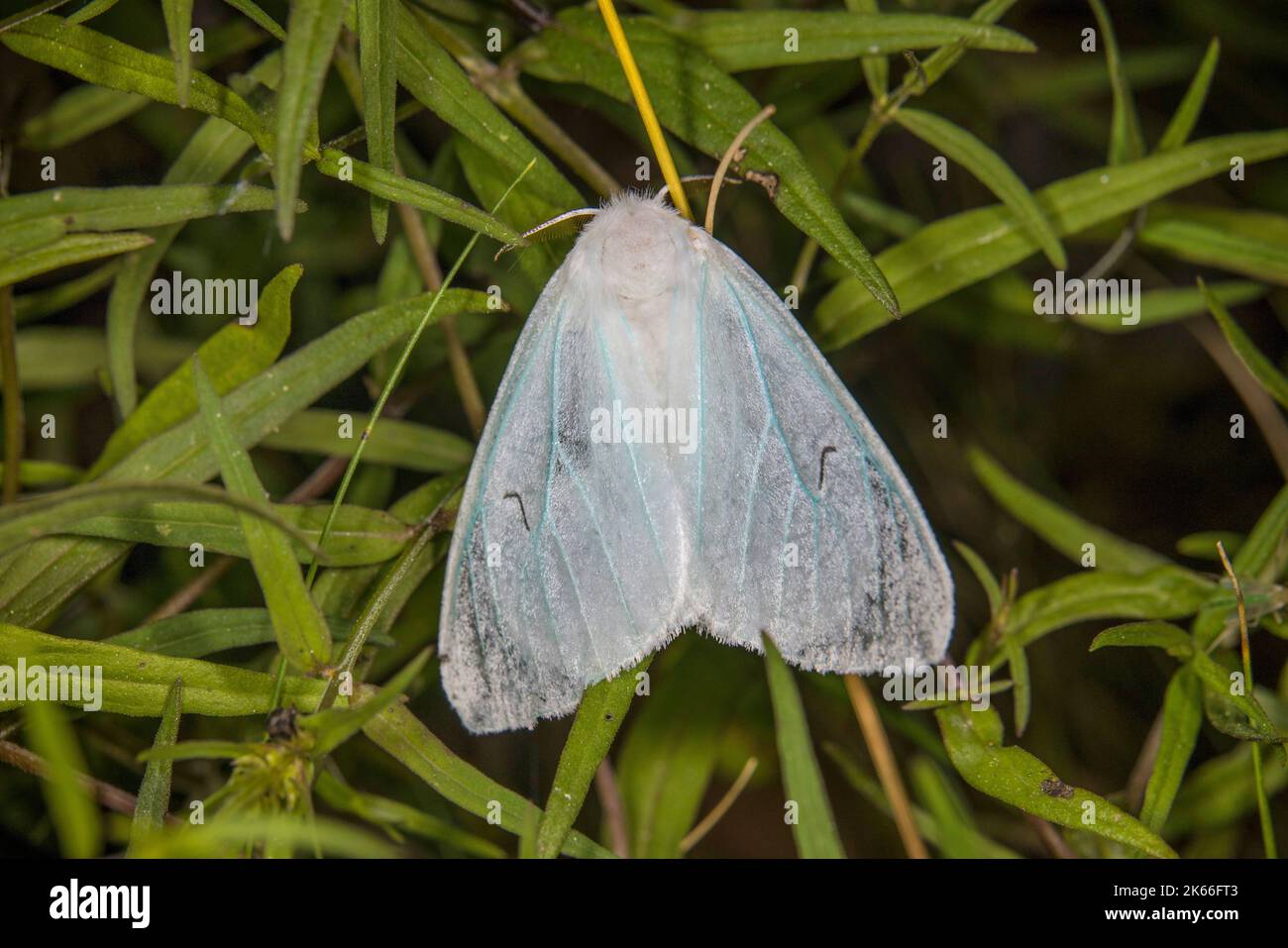 Black V Moth (Arctornis l-nigrum, Arctornis pusillata, Phalaena l ...