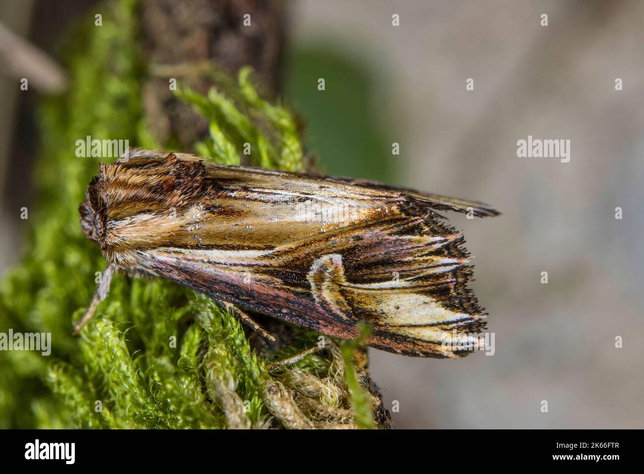 Purple Cloud (Actinotia polyodon), sitting on mossy wood, Germany Stock ...