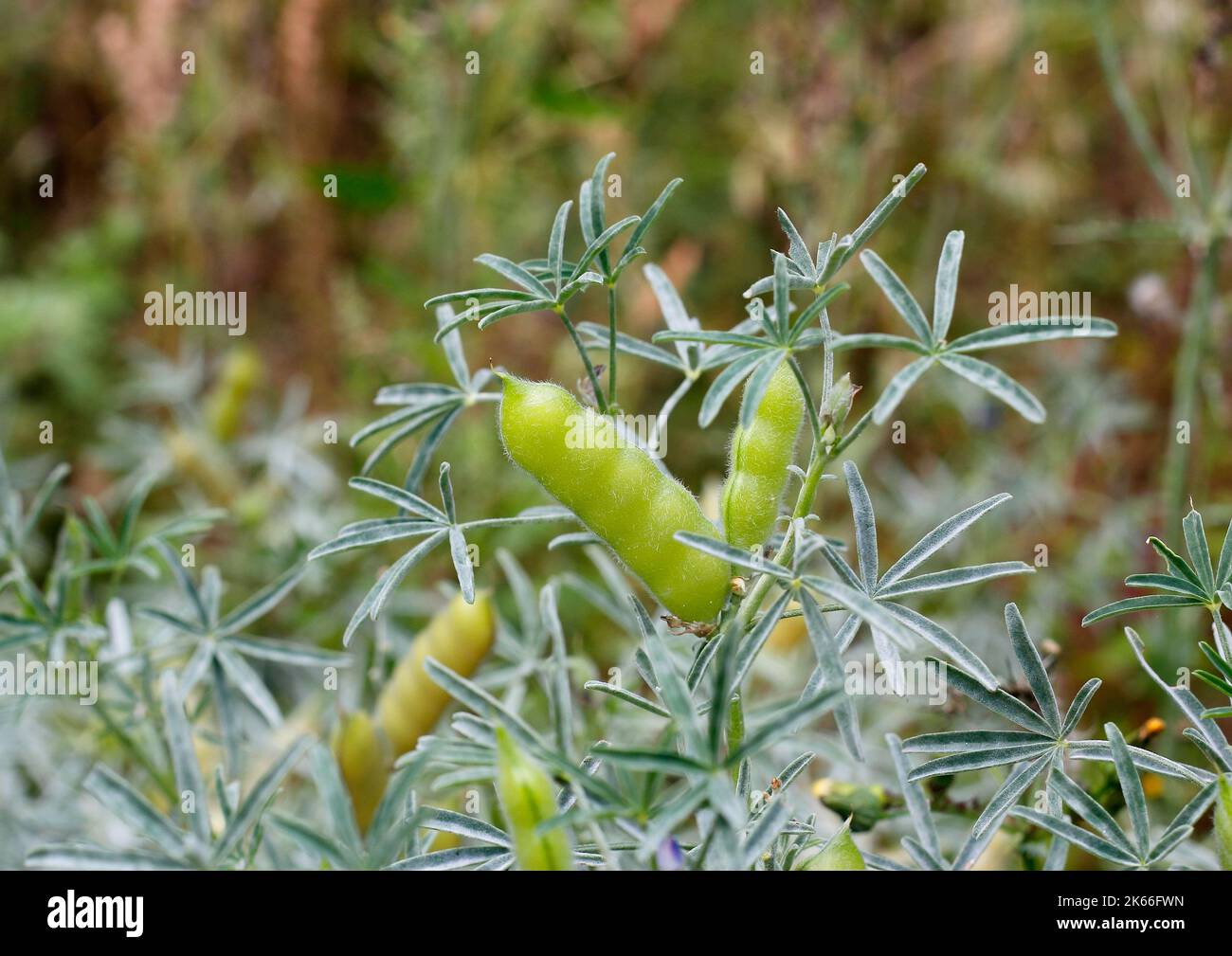 Narrow-leafed Lupin, Blue Lupin (Lupinus angustifolius), fruiting Stock ...