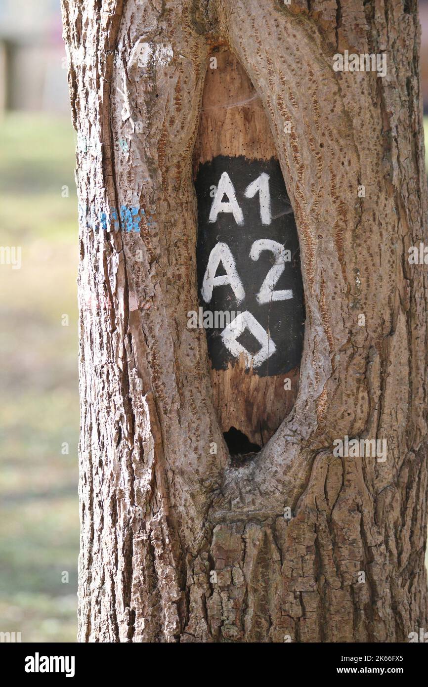 Hiking sign on a tree trunk with callus formation , Germany Stock Photo ...
