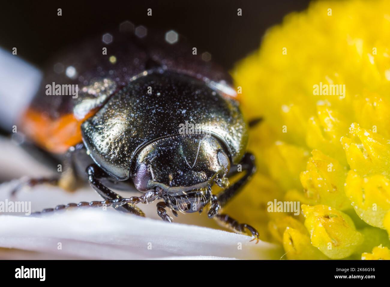 Leaf beetle, Leaf-beetle (Chrysolina marginata), sitting on an ox-eye ...