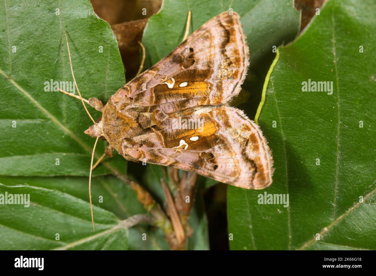 beautiful golden Y (Autographa pulchrina), sitting on a leaf, dorsal ...