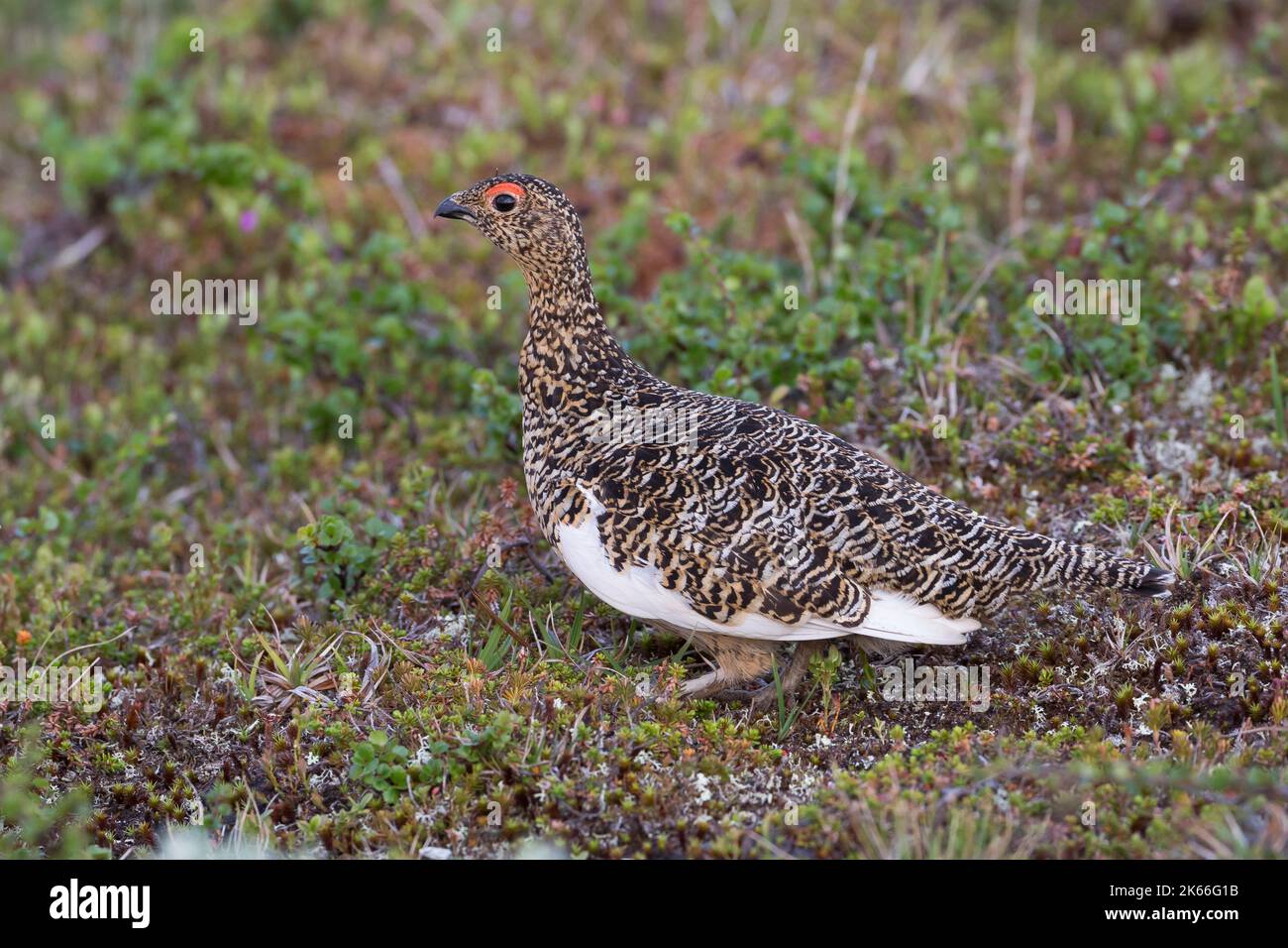 Ptarmigan Summer
