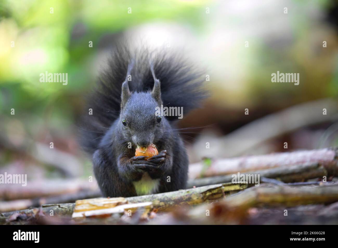 European red squirrel, Eurasian red squirrel (Sciurus vulgaris ...