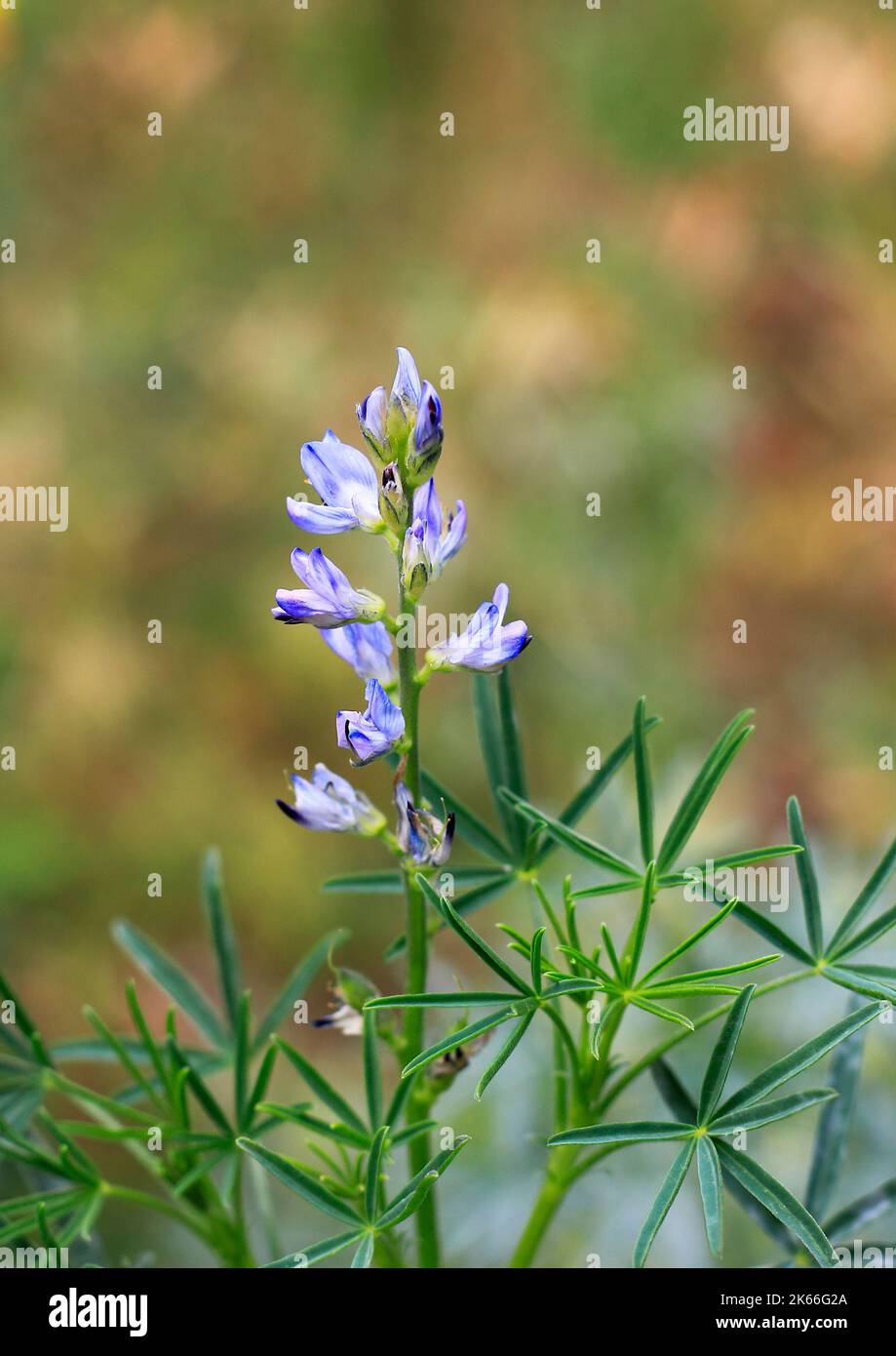 Narrow-leafed Lupin, Blue Lupin (Lupinus angustifolius), bloomin Stock ...