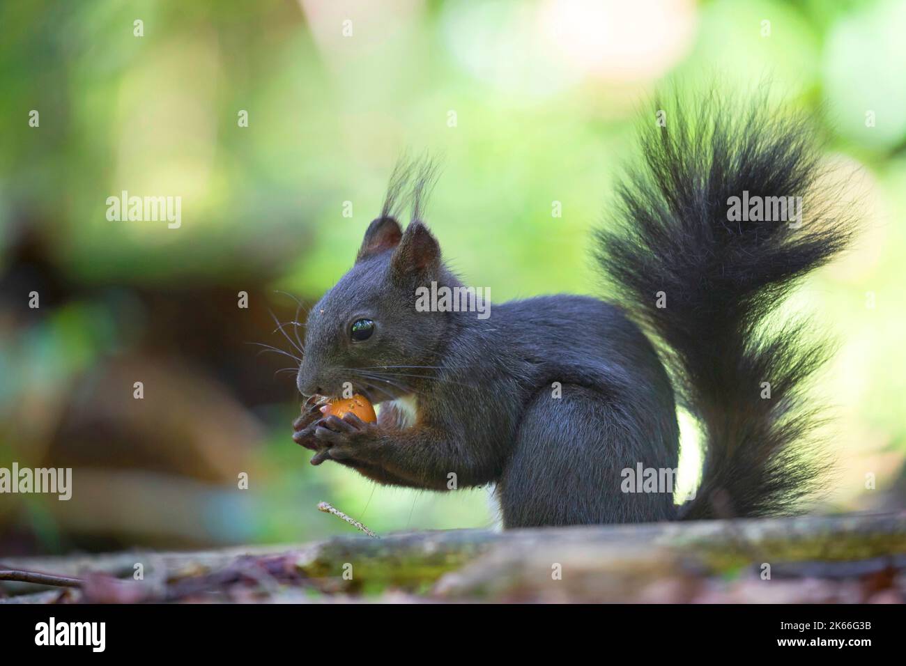 European red squirrel, Eurasian red squirrel (Sciurus vulgaris ...