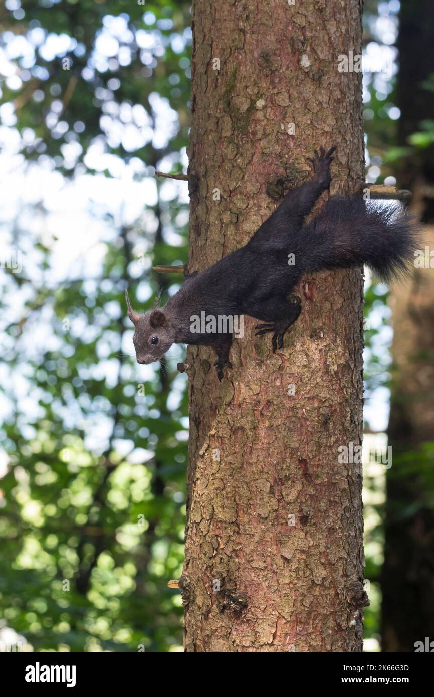 European red squirrel, Eurasian red squirrel (Sciurus vulgaris ...