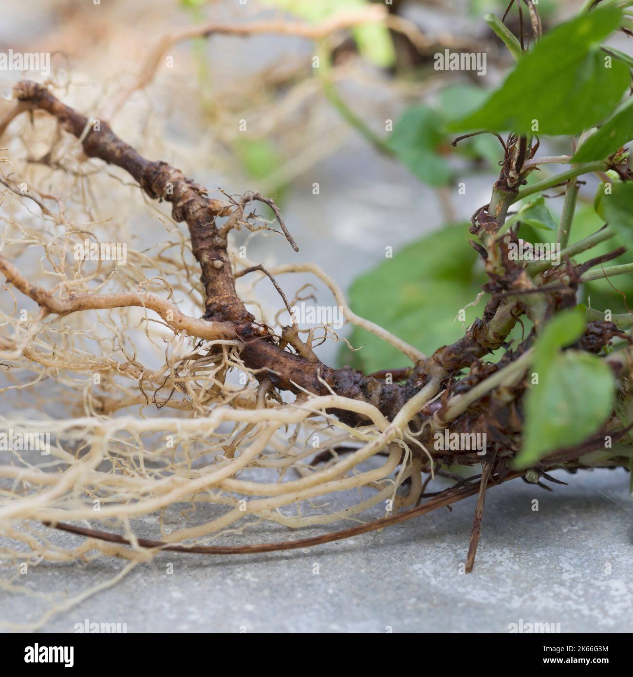 Harvest roots hi-res stock photography and images - Alamy