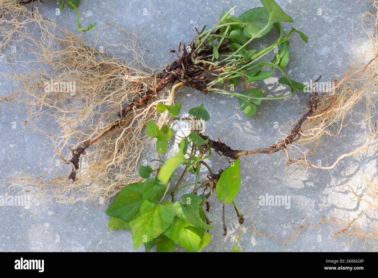 Violette native hi-res stock photography and images - Alamy