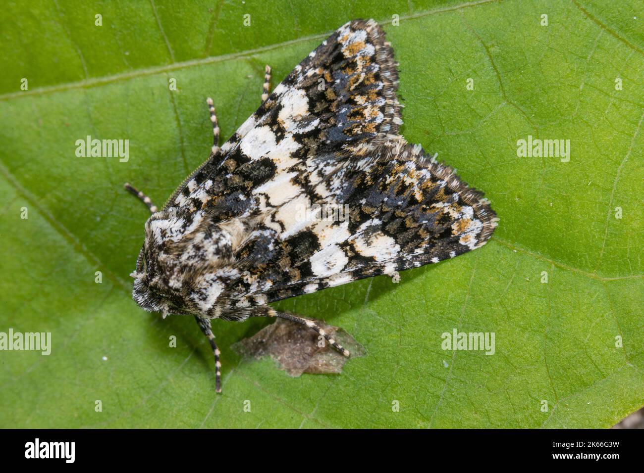 dianthus moth, campion moth (Hadena compta), sitting on a leaf, dorsal ...