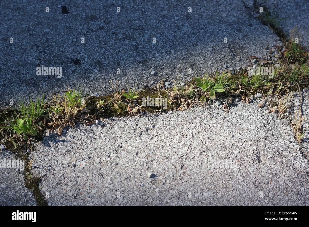 Overgrown crack in the pavement Stock Photo - Alamy