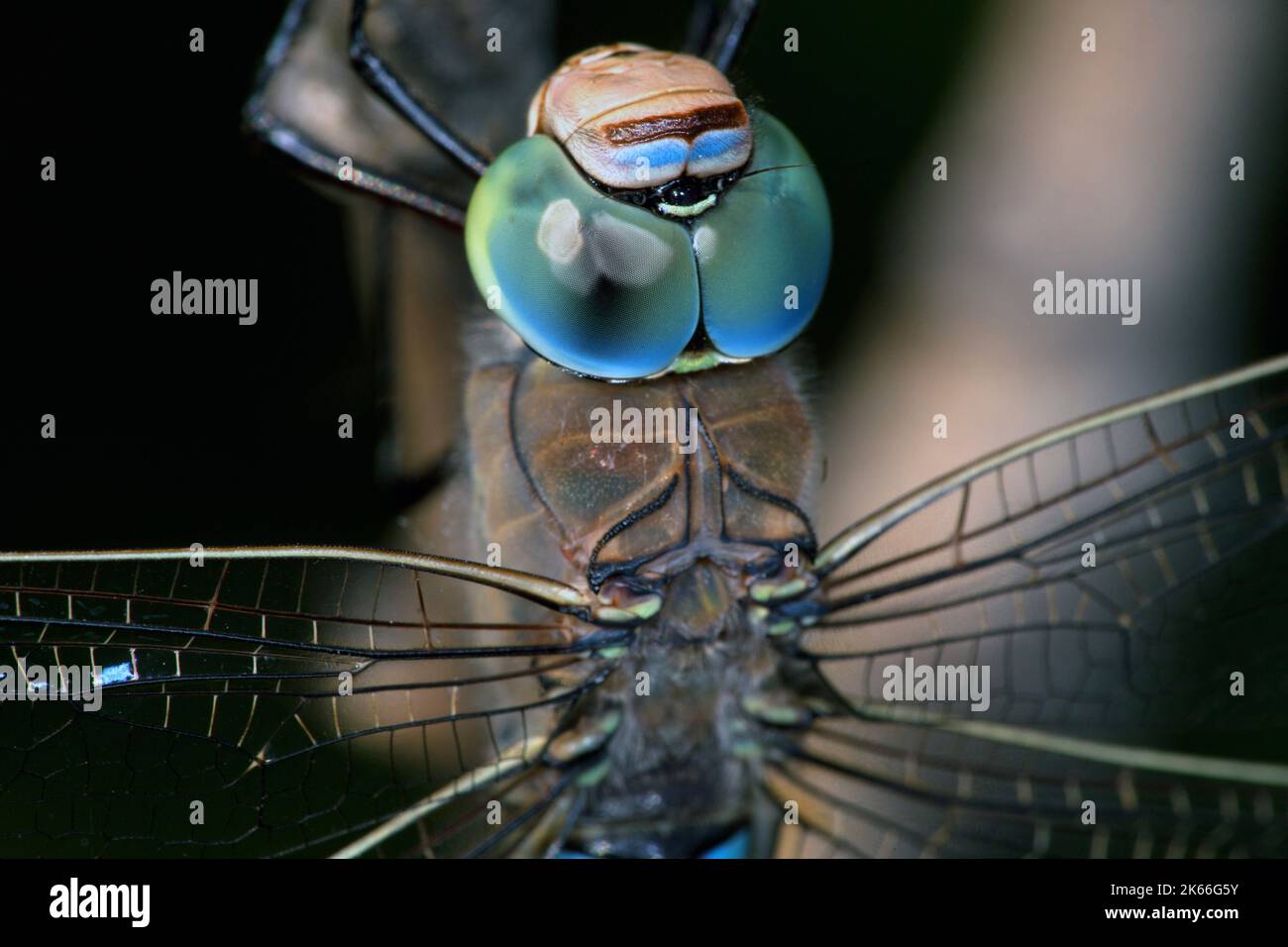 lesser emperor dragonfly (Anax parthenope), portrait of a male, Germany ...