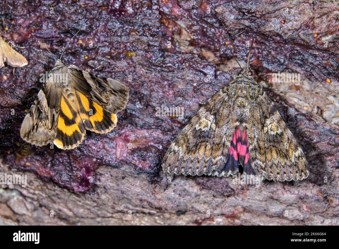 yellow underwing (Catocala fulminea, Ephesia fulminea), with dark ...