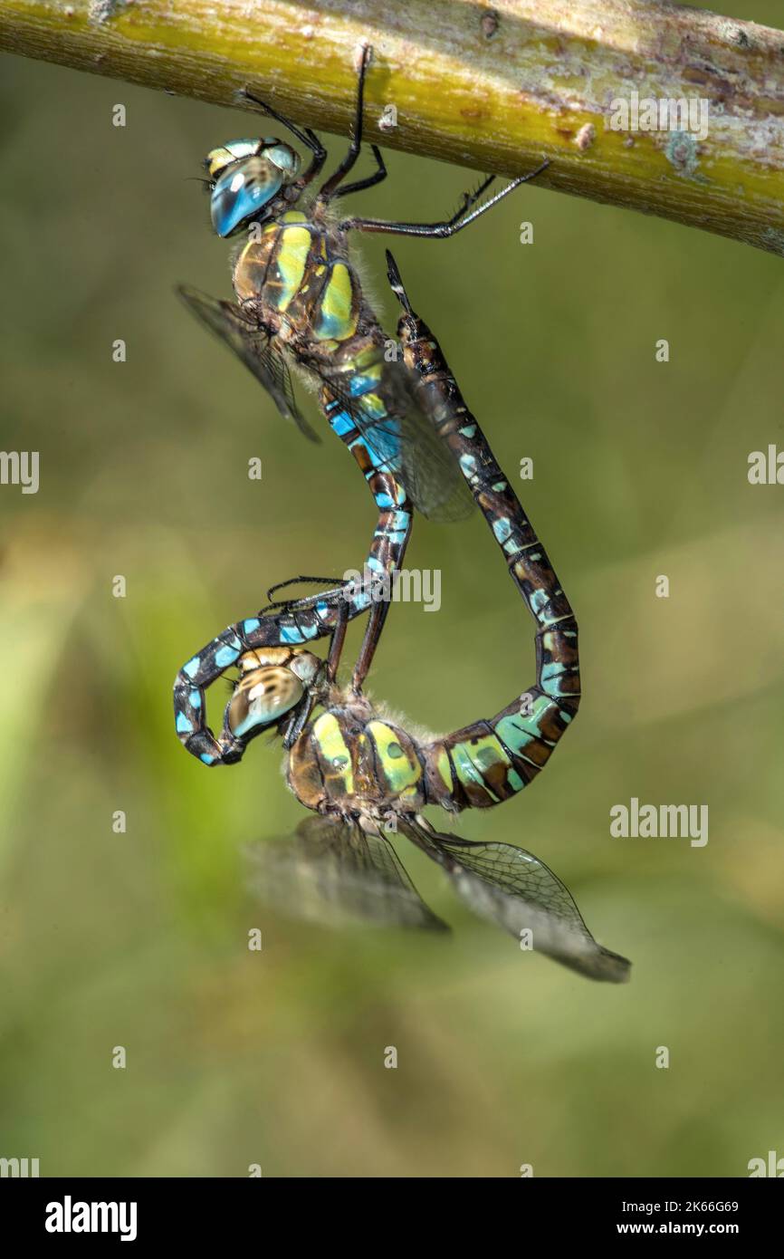 scarce aeshna, migrant hawker (Aeshna mixta), mating wheel, Germany ...