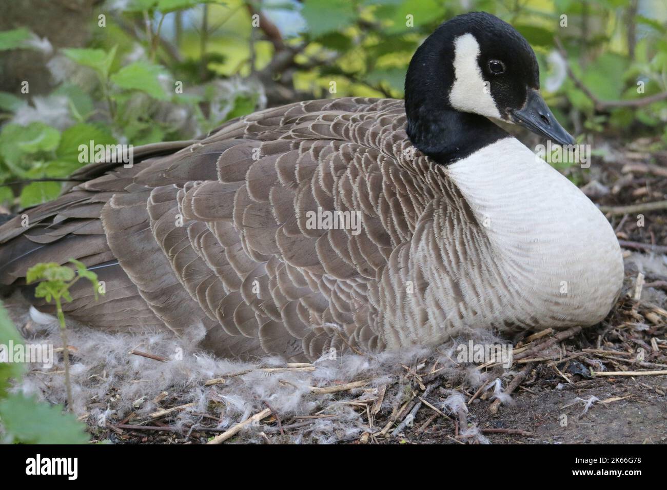 Canada goose (Branta canadensis), breeding on the nest, side view ...