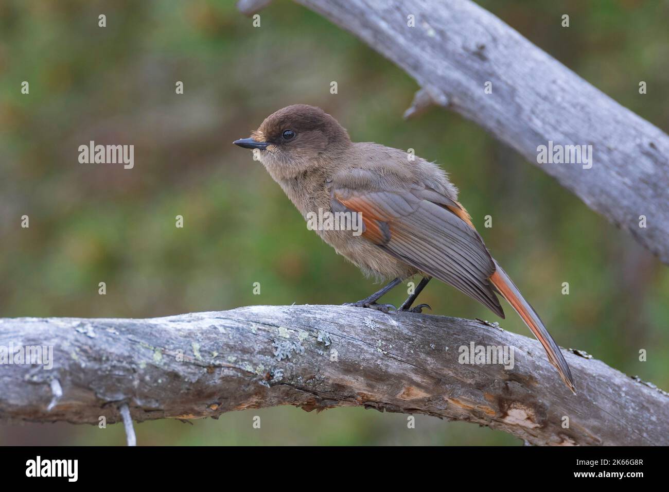 Siberian jay (Perisoreus infaustus), perching on a branch, side view ...