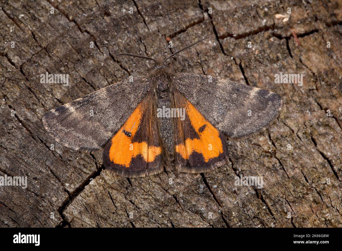 light orange underwing (Archiearis notha, Boudinotiana notha), sits on ...