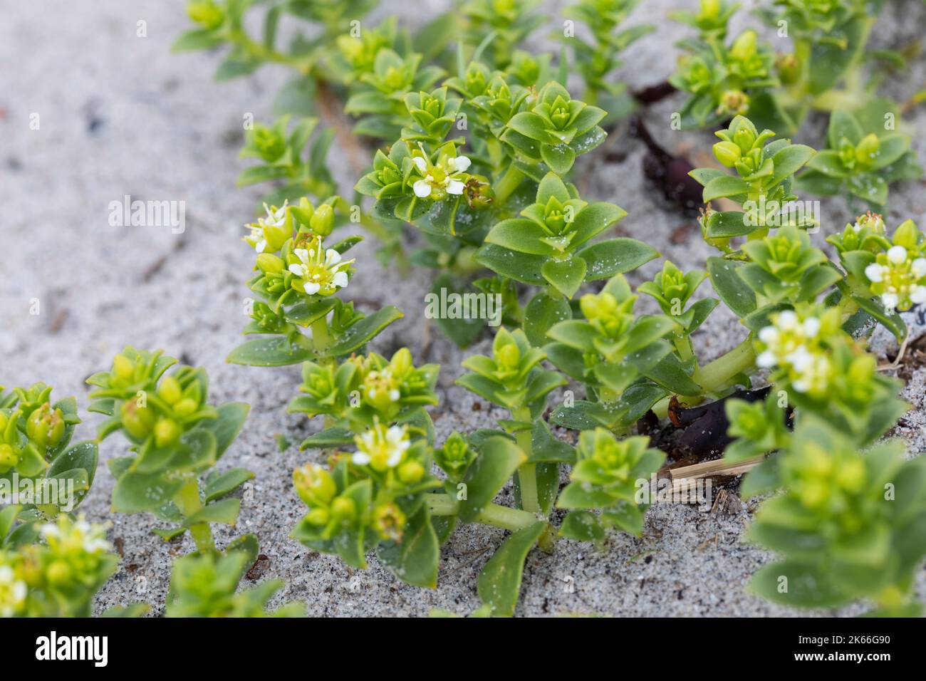 sea sandwort, sea chickweed (Honckenya peploides), blooming on sandy ...