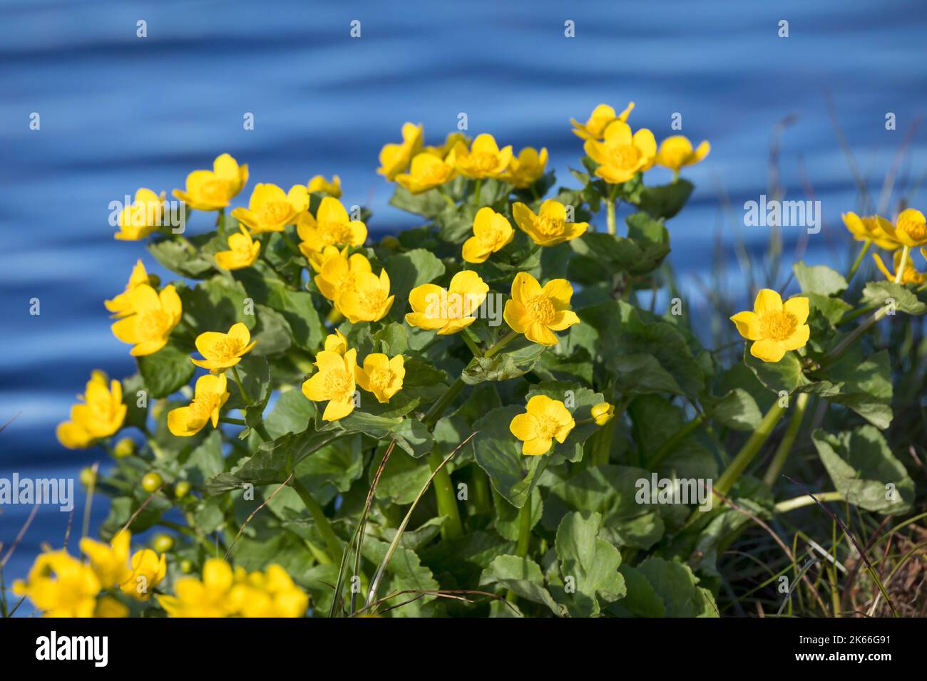 marsh marigold (Caltha palustris), blooming on shore, Scandinavia Stock ...