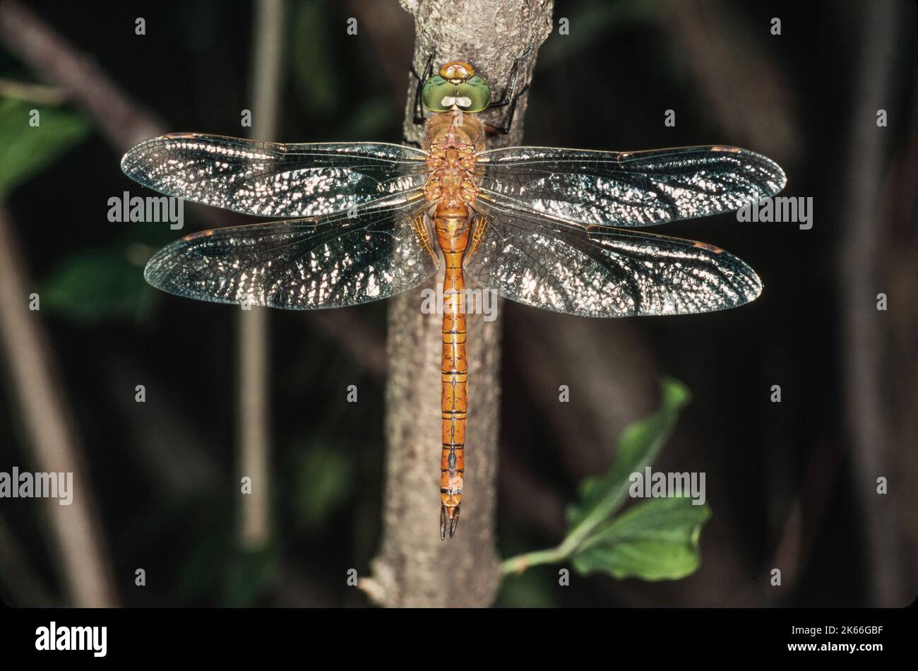 Norfolk aeshna, Norfolk hawker (Aeshna isoceles), female, Germany Stock ...
