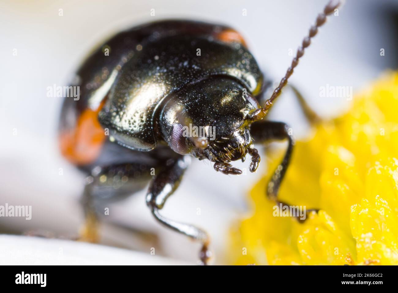 Leaf beetle, Leaf-beetle (Chrysolina marginata), sitting on an ox-eye ...