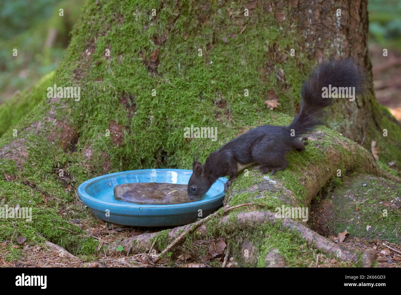 European red squirrel, Eurasian red squirrel (Sciurus vulgaris ...