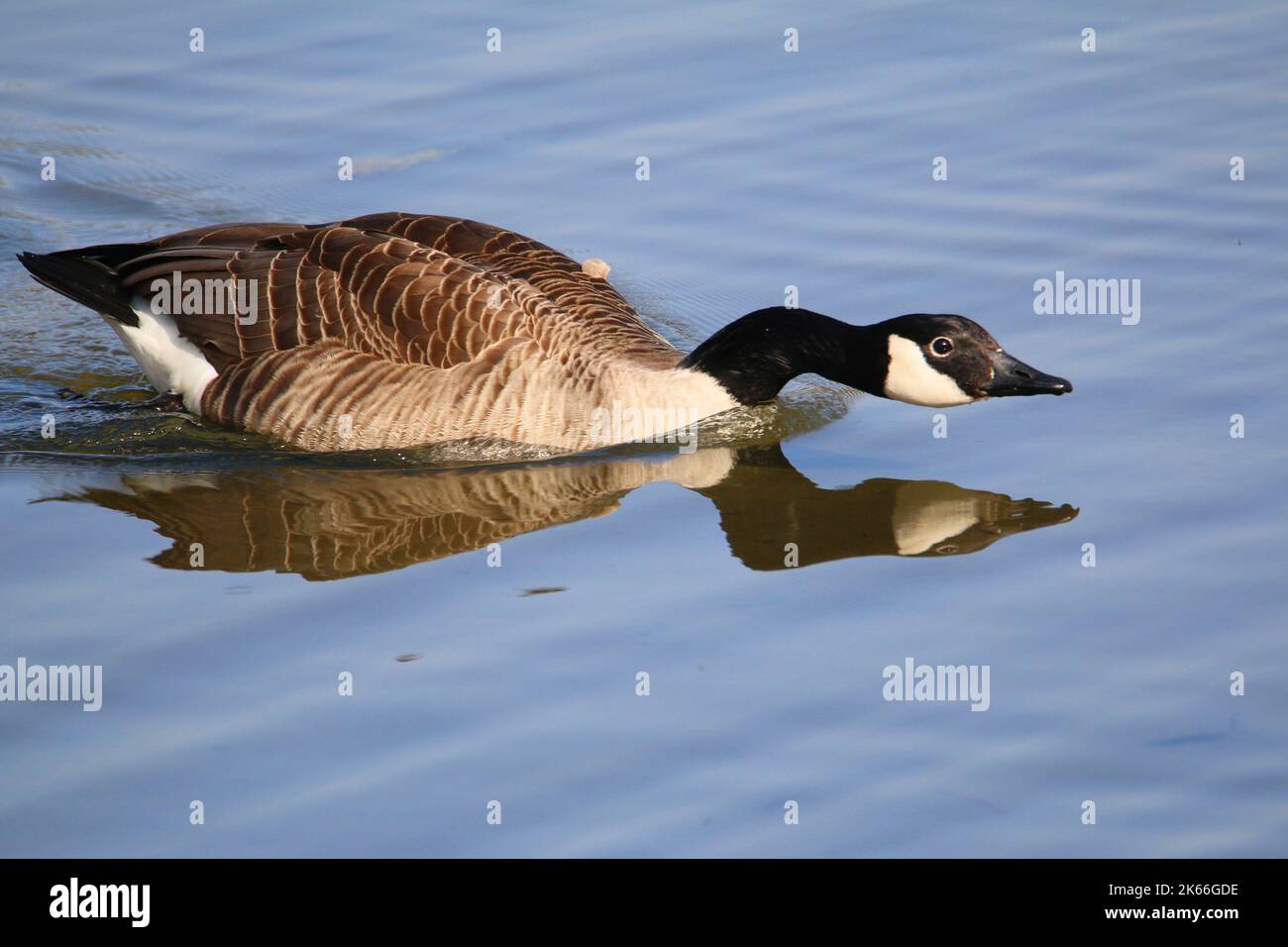 Neck stretching hi-res stock photography and images - Alamy
