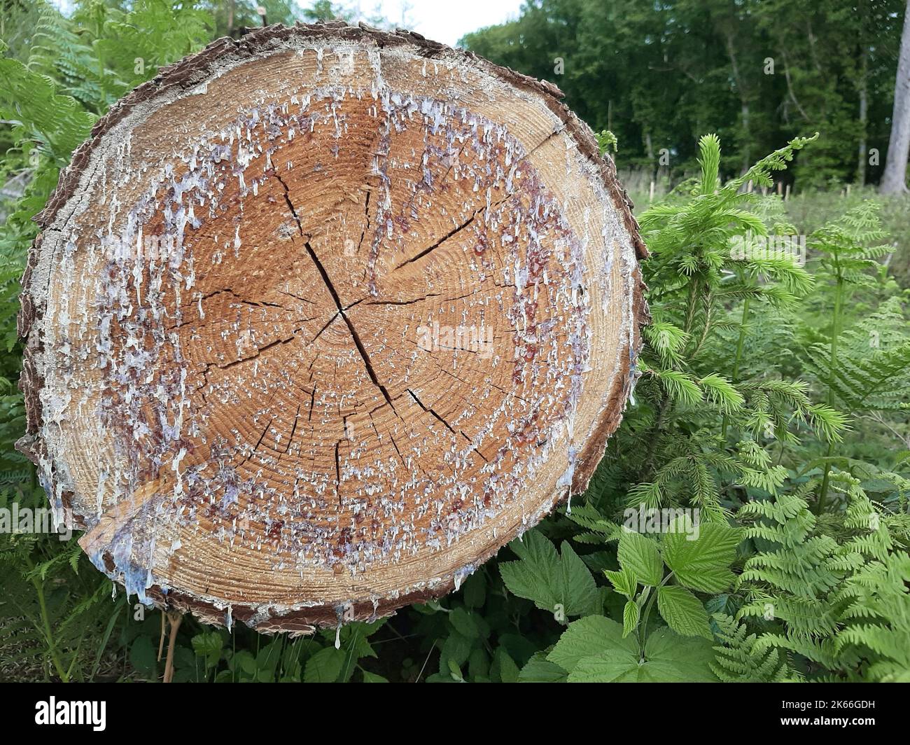 common larch, European larch (Larix decidua, Larix europaea), resin ...