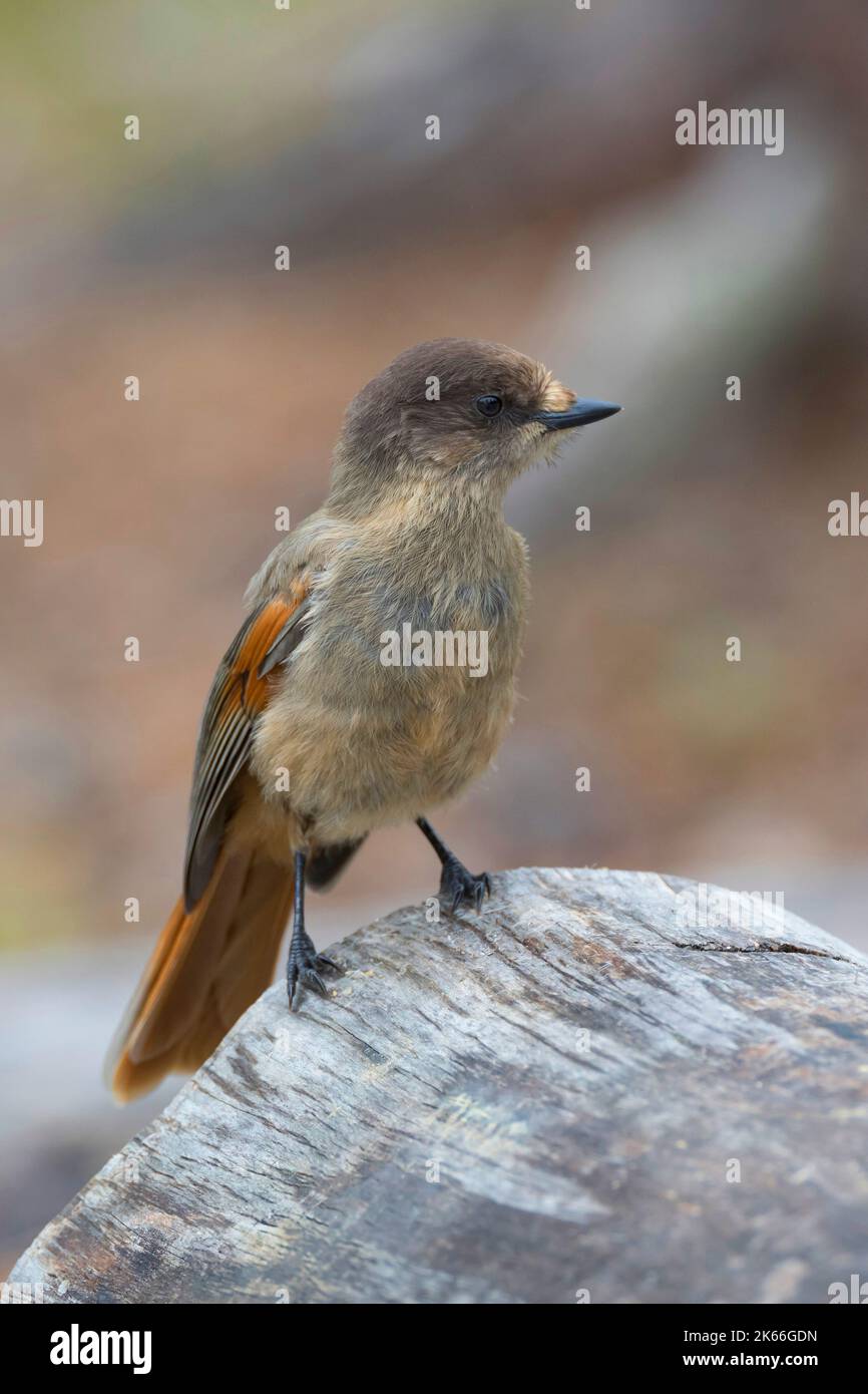 Siberian jay (Perisoreus infaustus), perching on a dead tree trunk ...