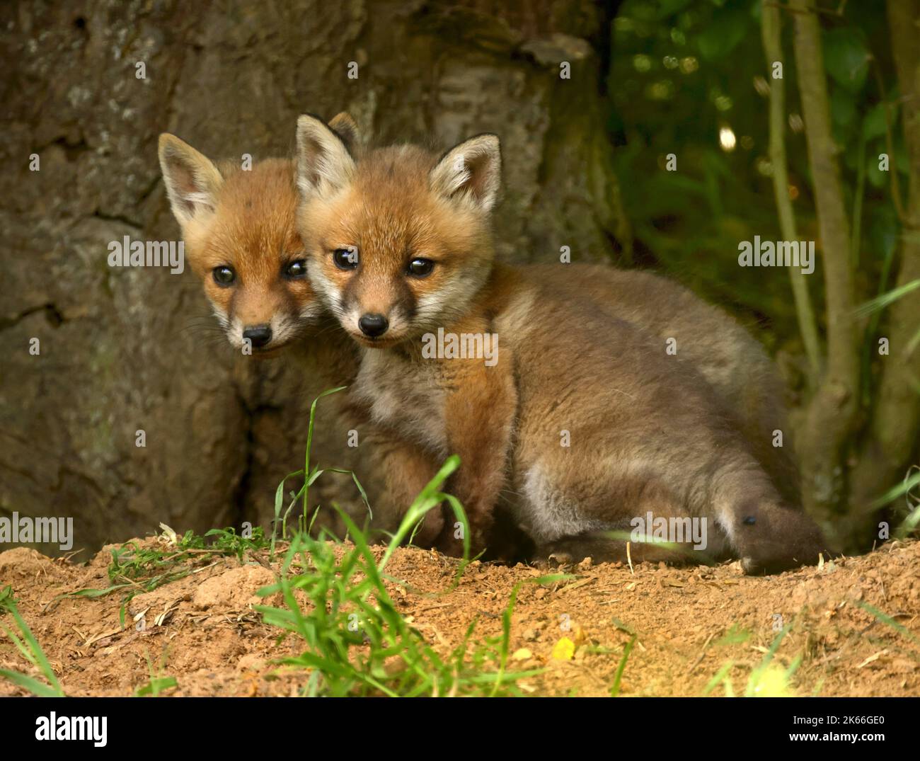 red fox (Vulpes vulpes), two fox cubs in front of the fox's den ...